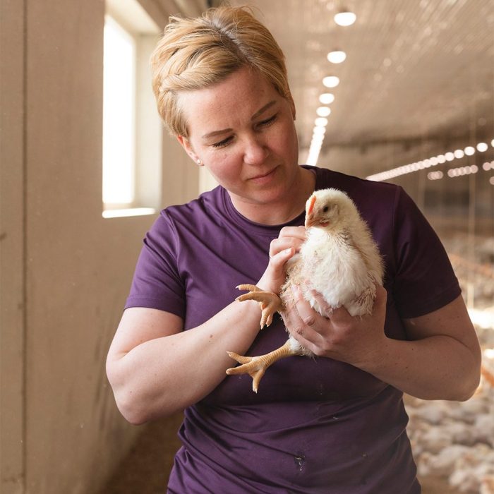 Den Stolte Hane | Et godt valg