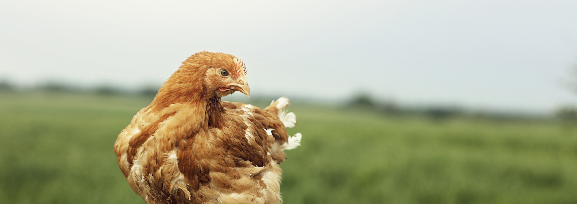 About us | Scandi Standard